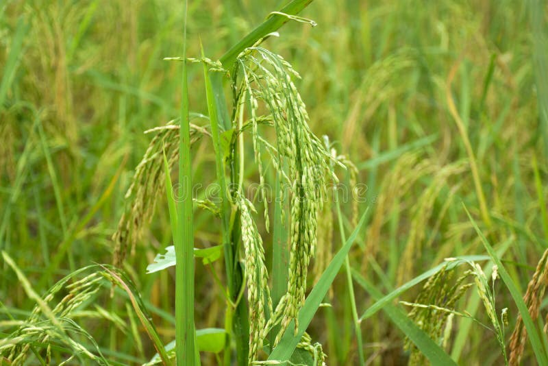 Rice and rice grains stock photo. Image of golden, grains - 153736894
