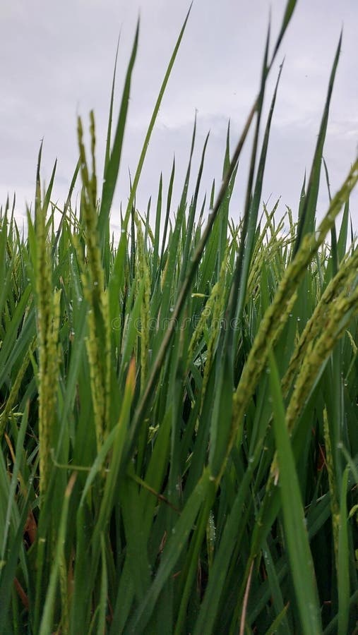Rice grains stock photo. Image of tree, grains, macro - 269690580