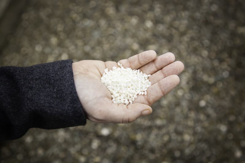 Rice grains in a hand stock image. Image of crop, abstract - 182715307