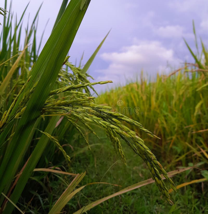 Rice Grains in the Paddy Fields Stock Photo - Image of grass, agronomy ...