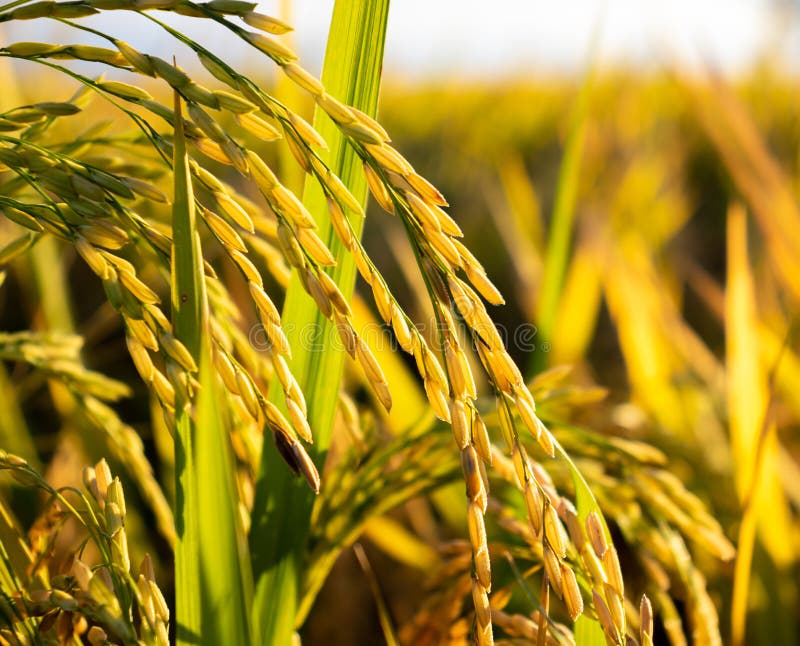 Rice Grains Ready for Harvesting Stock Photo - Image of rice, brazil ...