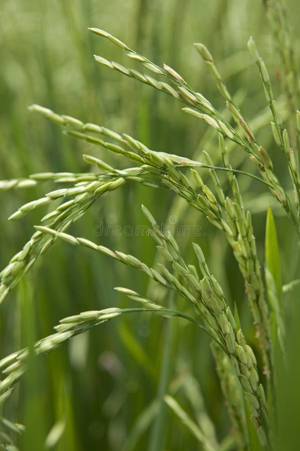 Rice Grains Ripening on Stalk Stock Image - Image of vertical, outdoors ...
