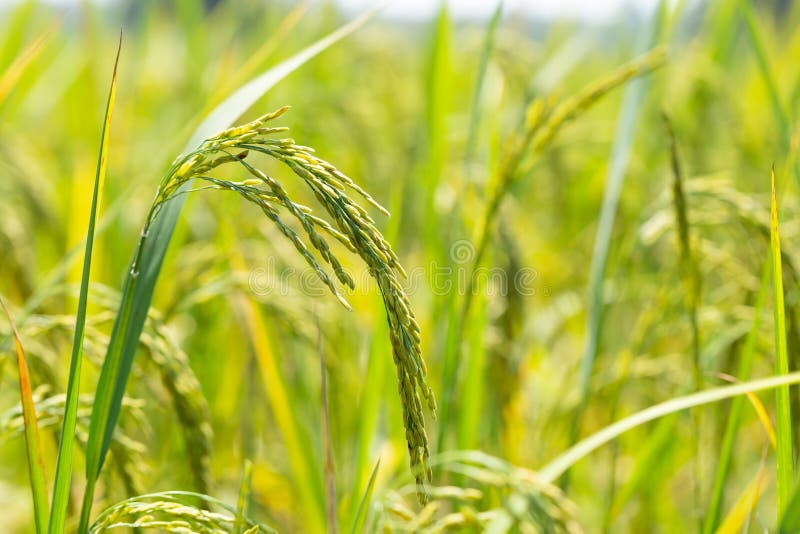 Rice grains and soft seeds stock photo. Image of farm - 139141704