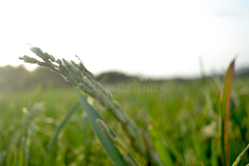 Rice Grains with Stalks in the Morning Stock Photo - Image of farm ...