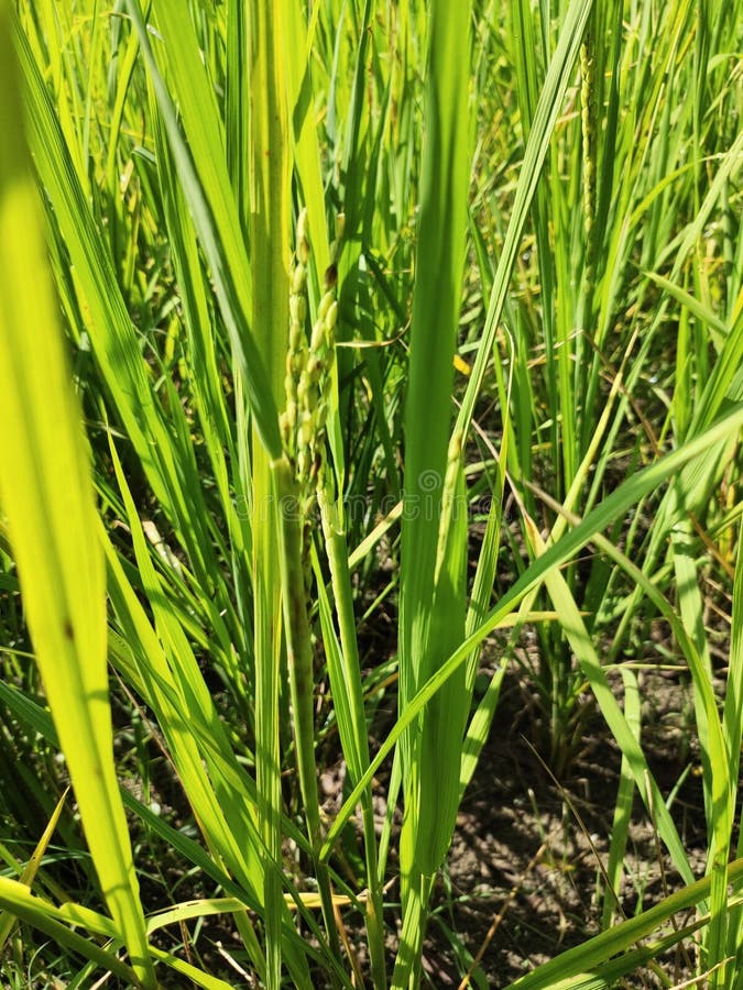 Rice Grains that are Starting To Fill Stock Image - Image of lawn ...