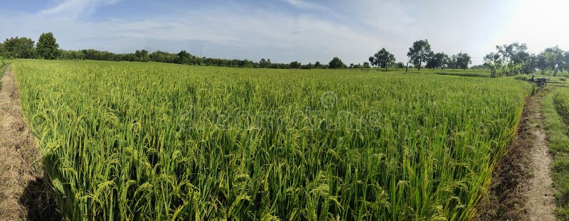 Rice Grains that are Starting To Fill Stock Image - Image of field ...