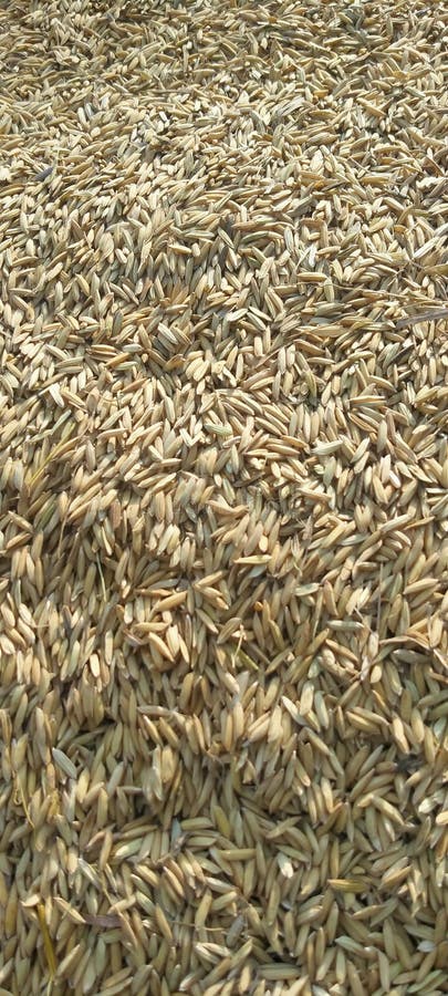 Rice Grains Still Wrapped in Shell Stock Photo - Image of grains, shell ...