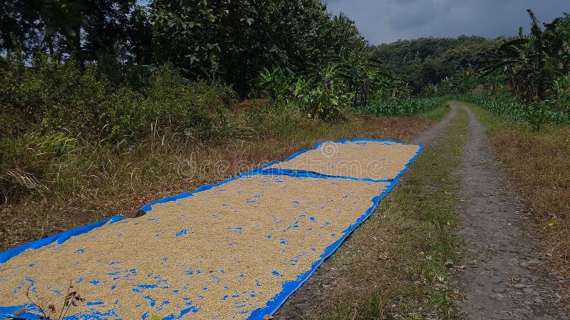Rice grains in the sun stock image. Image of beautiful - 271020343