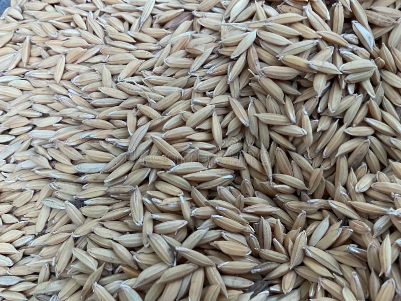 Rice Grains Texture Abstract Background Stock Photo - Image of crop ...