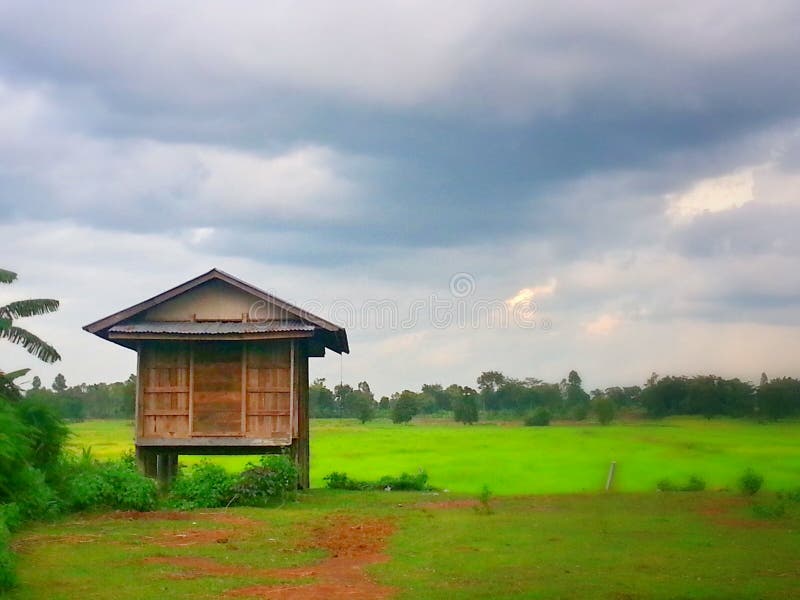 Rice granary stock photo. Image of field, nature, paddy - 43771662