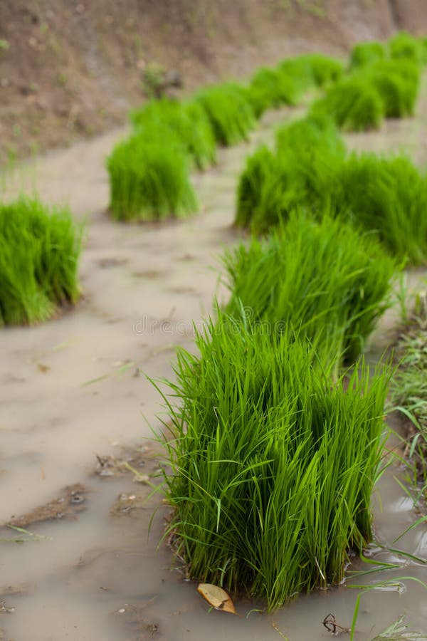 Rice grass stock photo. Image of culture, grow, asian - 23490384