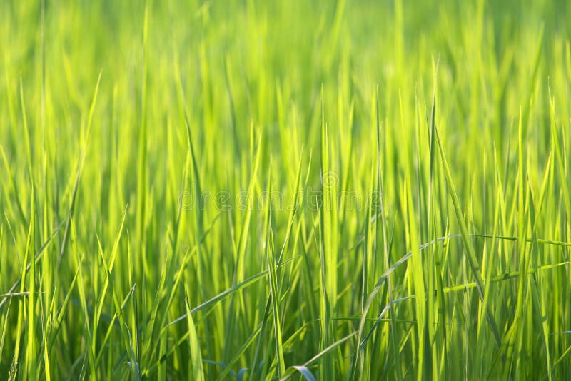Rice grass stock photo. Image of culture, grow, asian - 23490384
