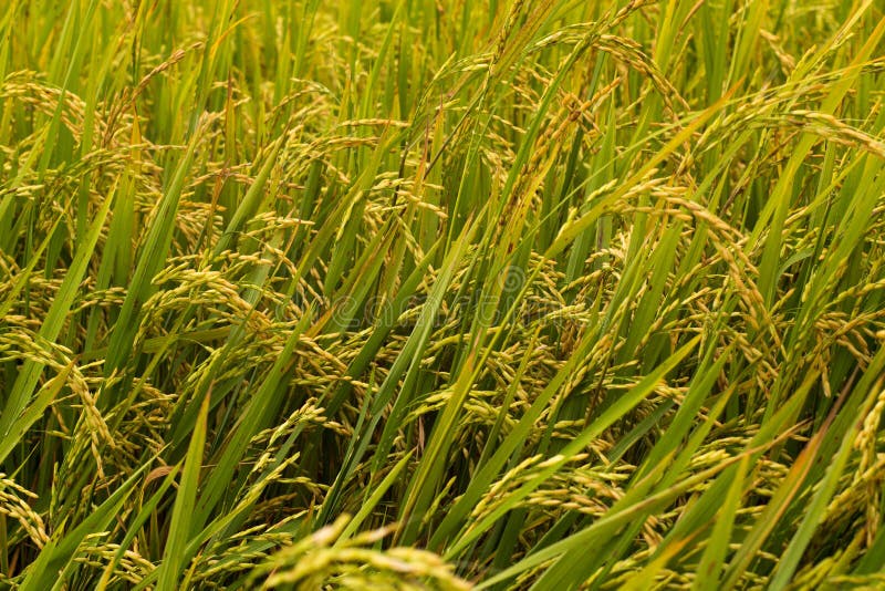 Rice Grass in a Rice Field in Cambodia Asia Stock Photo - Image of ...