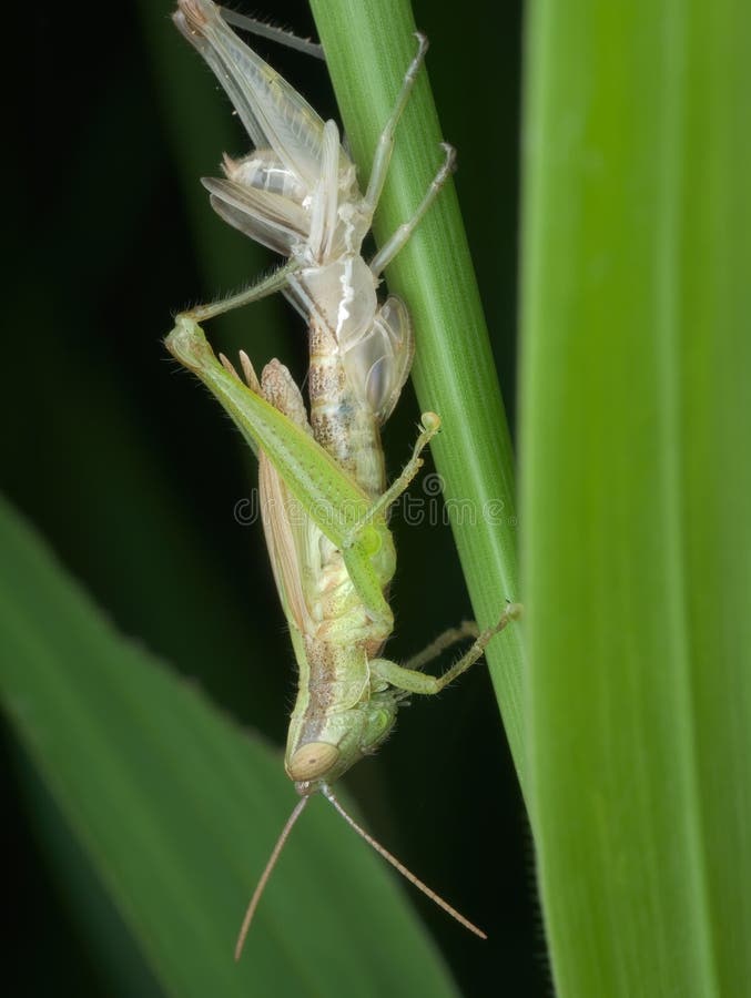 Rice Grasshopper Moulting on the Grass Stock Image - Image of wildlife ...