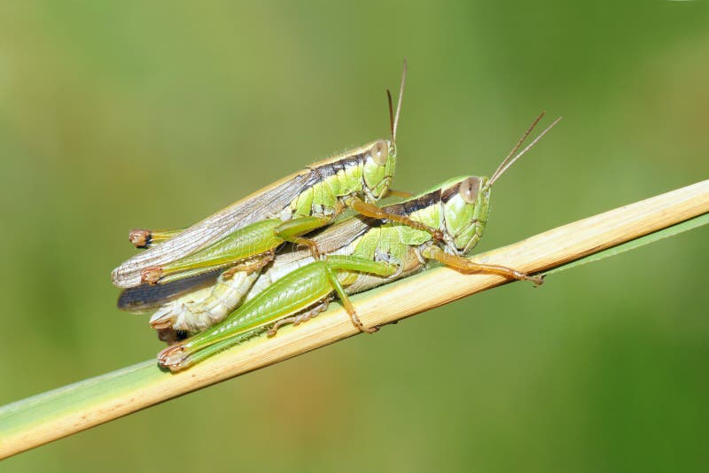 Rice grasshopper stock photo. Image of chinensis, green - 44687640
