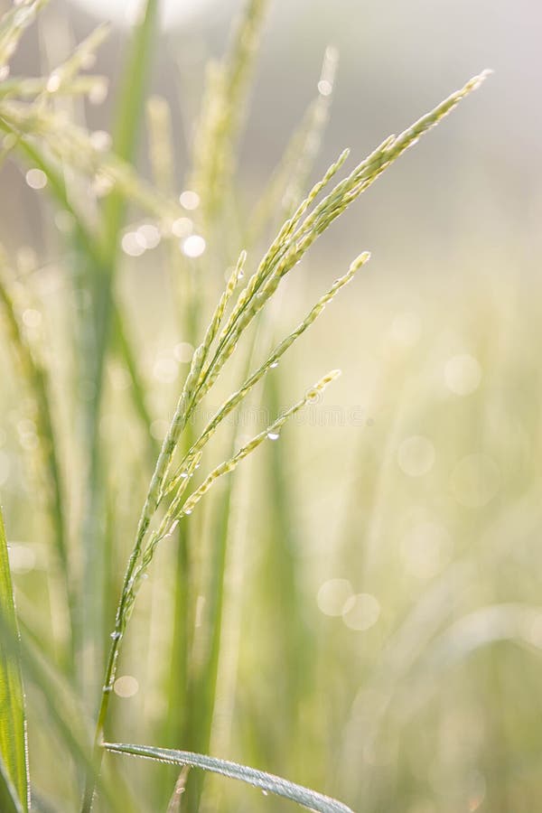 Rice,Green, stock photo. Image of paddy, crop, asia, field - 53275022
