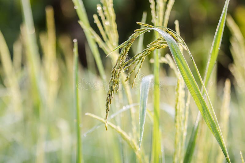 Rice,Green stock photo. Image of paddy, food, environment - 53275040