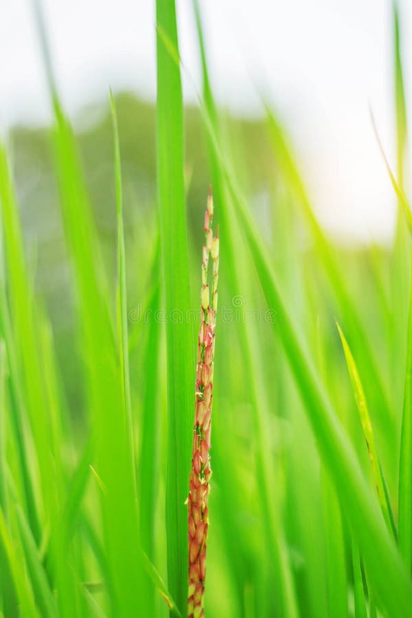 Rice with green nature. stock image. Image of freshness - 104742709