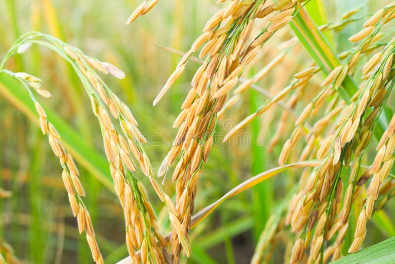 Rice of Green Waiting for Harvest in Thailand. Paddy Stock Photo ...