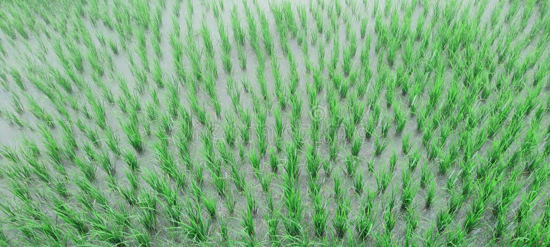 The Rice Grow Fertilely at the Ricefield Stock Image - Image of grow ...