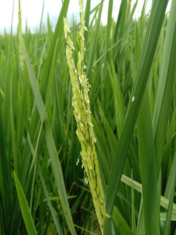Rice grow green field stock photo. Image of rice, green - 209465128