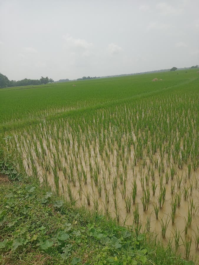 Rice grow picture stock photo. Image of medinipur, dantan - 329845954