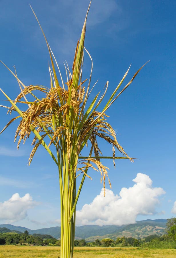 Rice stock image. Image of growing, growth, blue, close - 38463909