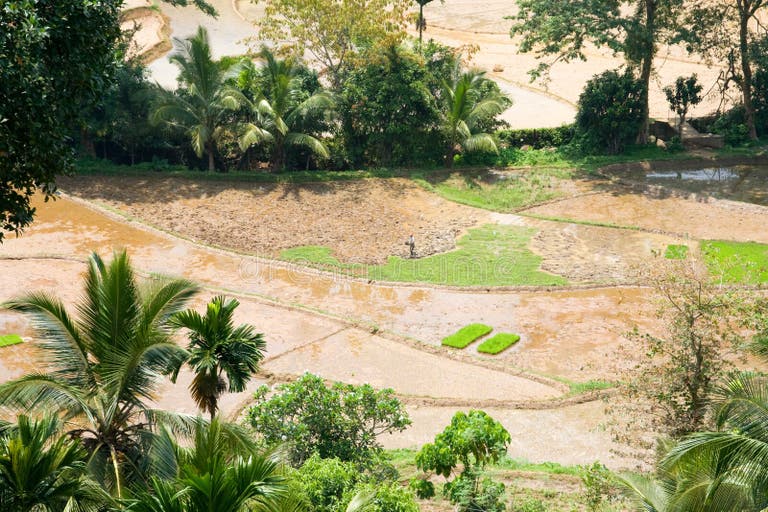 1,174 Rice Landscaping Varieties Stock Photos - Free & Royalty-Free ...