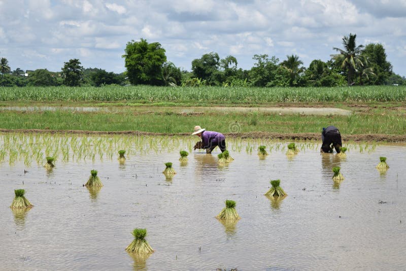 Rice growing area editorial stock image. Image of thailand - 101425079