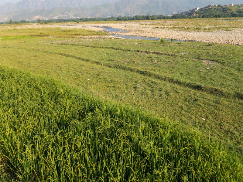 Rice Growing on the Bank of River Swat Stock Photo - Image of green ...