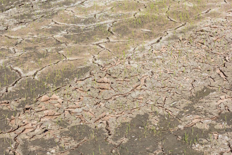 Rice Growing on Drought Field Stock Image - Image of disaster, grain ...