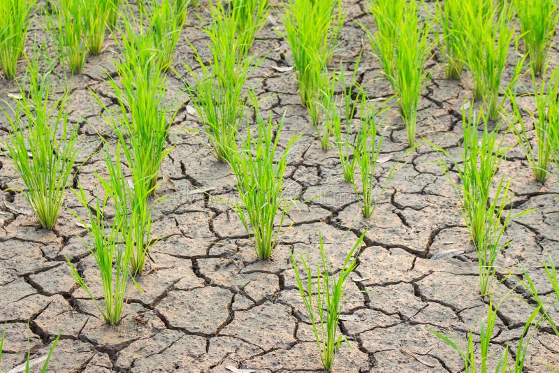 Rice Growing on Drought Field Stock Photo - Image of landscape, asia ...
