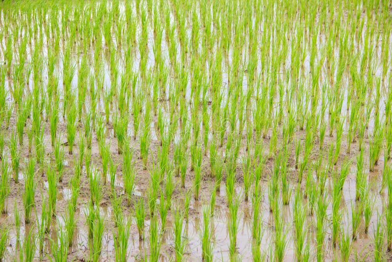 Rice growing stock photo. Image of beautiful, crop, nature - 32581438