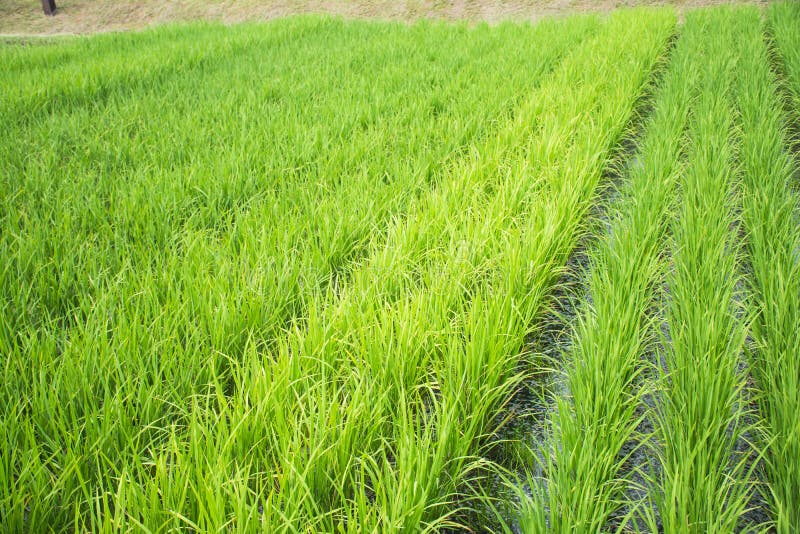 Rice are Growing in the Field. Stock Image - Image of growing, hand ...