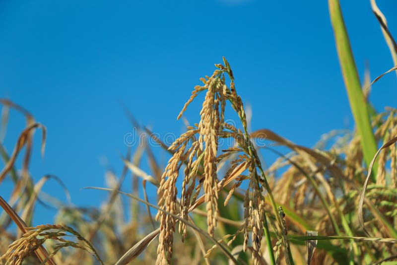 Rice Growing in the Field in Autumn Stock Photo - Image of forest ...