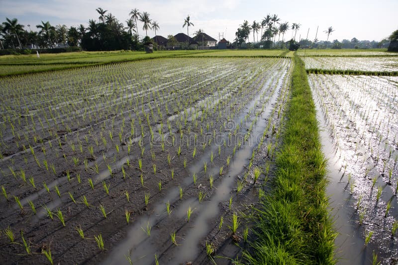 Rice field stock image. Image of landscaped, bali, natural - 29863507
