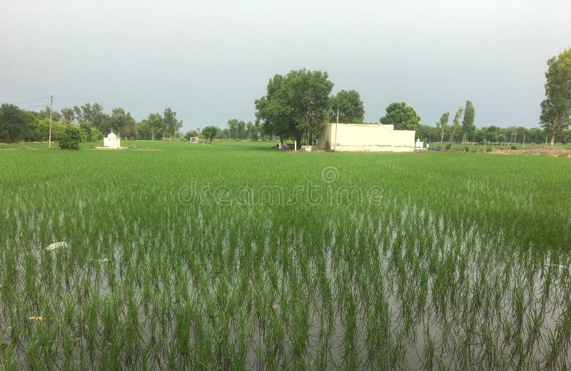 Rice Growing Green Fields in India Stock Photo - Image of fields, leaf ...