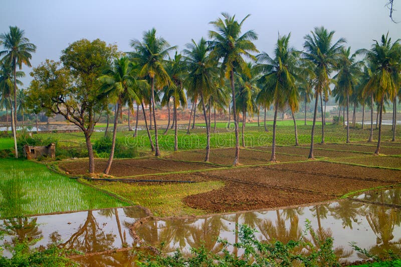 Rice growing in India stock image. Image of farming - 150963589