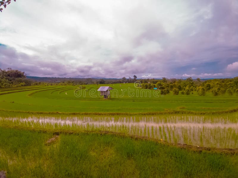 Rice Growing in a Large Rice Field in Bulukumba Regency, Indonesia ...