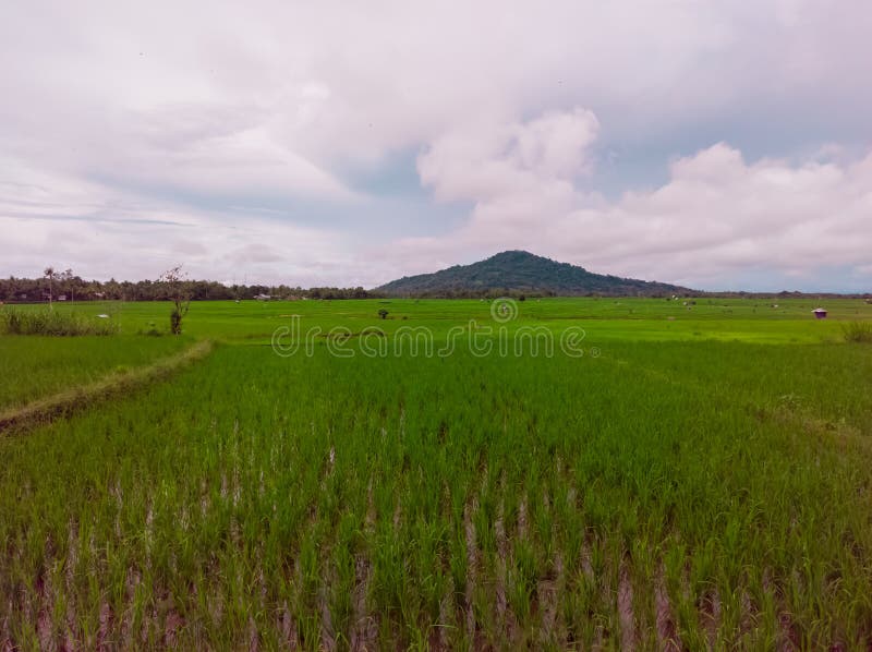 Rice Growing in a Large Rice Field in Bulukumba Regency, Indonesia ...