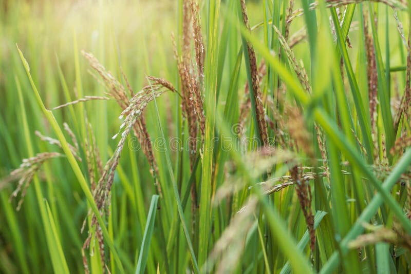 Rice growing with nature. stock image. Image of countryside - 126989167