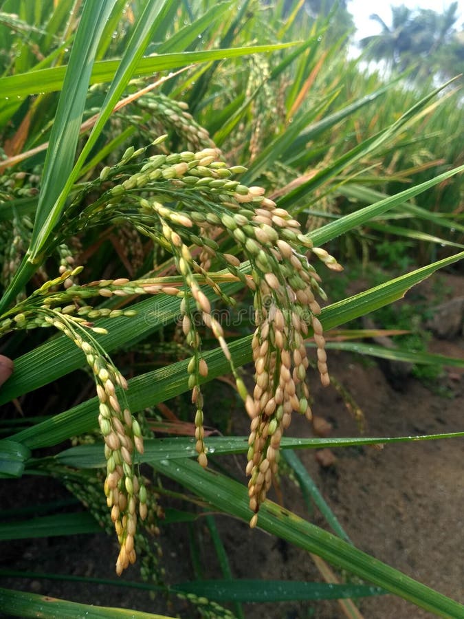 Rice growing stock photo. Image of rice, oryza, plant - 120972820