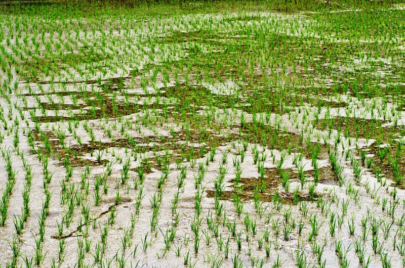 Dry rice field stock photo. Image of natural, farm, field - 71997642