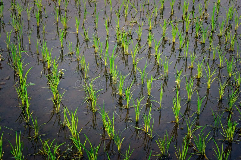 Rice Growing in the Rice Field Stock Image - Image of bare, grow: 71996229