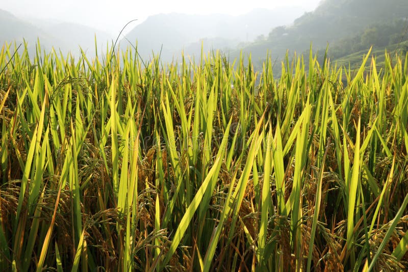 Rice Growing in Sapa, Vietnam Stock Image - Image of asian, food: 79823377