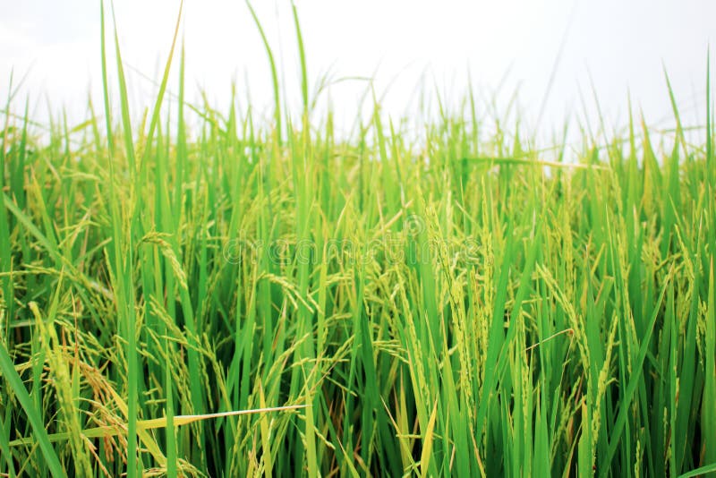 Rice are growing with sky stock photo. Image of environment - 175770796