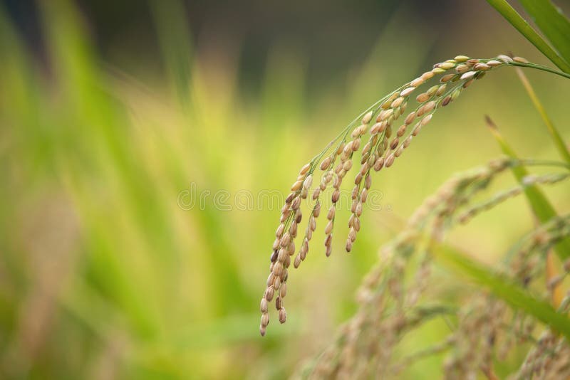 Rice Growing Slowly in Quiet Farmland Stock Photo - Image of field ...