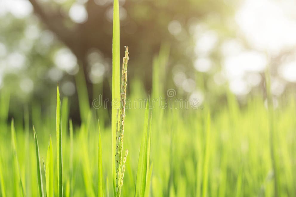 Rice Growing with Sunlight. Stock Photo - Image of life, crop: 126989168
