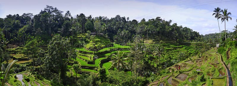 Rice Growing Terraces in Bali, Indonesia Stock Photo - Image of palm ...