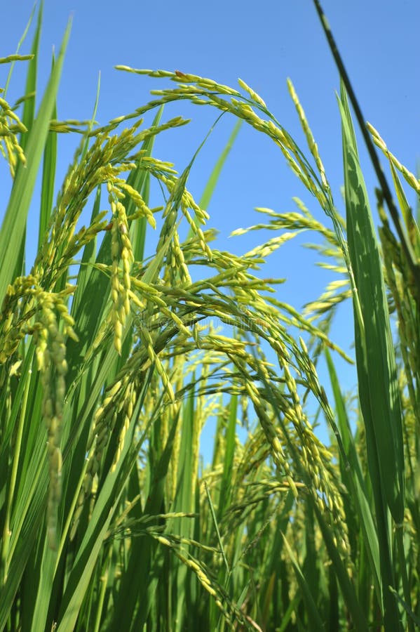 Rice grown stock photo. Image of farm, cereal, grain - 12174094